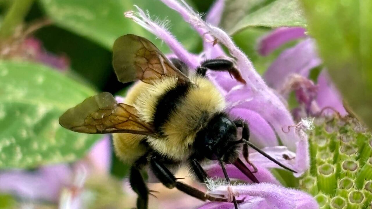Food Justice Award - The Bee Conservancy