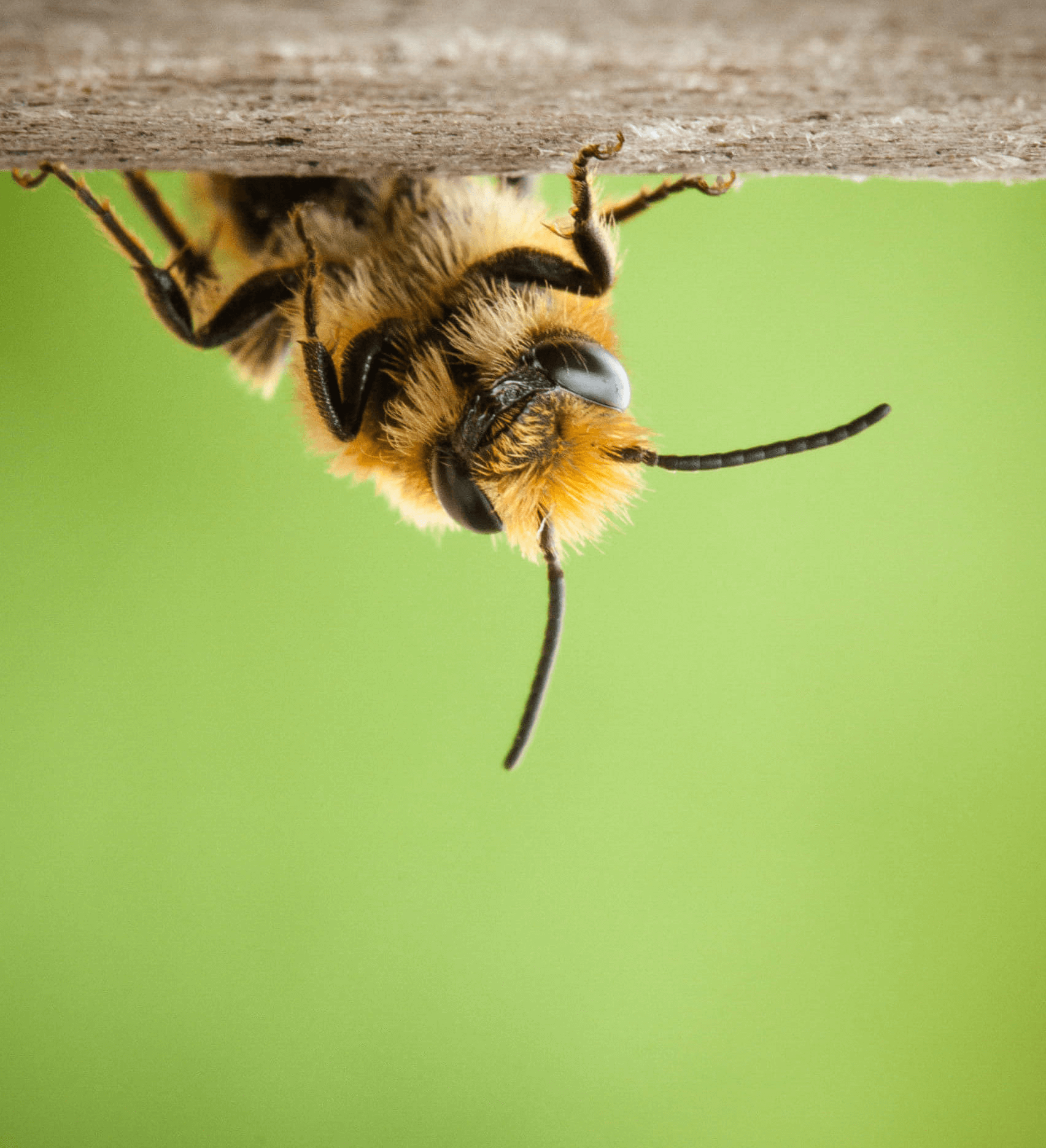 The Bee Conservancy - Est. 2009 in Response to the Bee Crisis